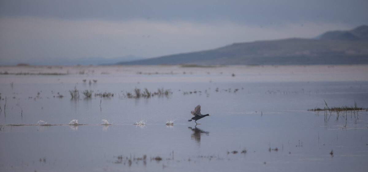 Bird survey checks up on health of the Great Salt Lake | News, Sports ...